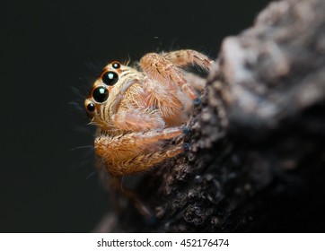 162 Himalayan jumping spider Images, Stock Photos & Vectors | Shutterstock