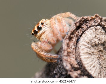 162 Himalayan jumping spider Images, Stock Photos & Vectors | Shutterstock