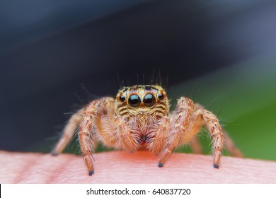 162 Himalayan jumping spider Images, Stock Photos & Vectors | Shutterstock