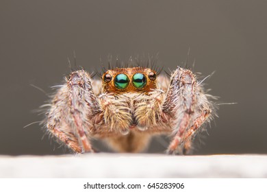 162 Himalayan jumping spider Images, Stock Photos & Vectors | Shutterstock