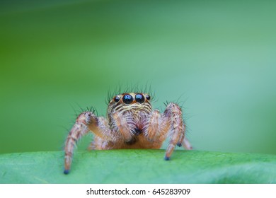 162 Himalayan jumping spider Images, Stock Photos & Vectors | Shutterstock
