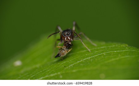 162 Himalayan jumping spider Images, Stock Photos & Vectors | Shutterstock