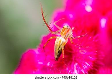 162 Himalayan jumping spider Images, Stock Photos & Vectors | Shutterstock
