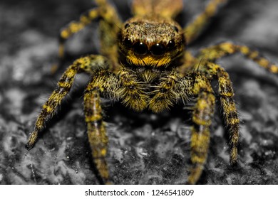 Jumping Spider Close Stock Photo 1246541809 | Shutterstock