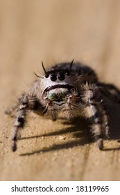 Jumping Spider Looking Camera Stock Photo 18119965 | Shutterstock