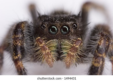Jumping Spider Macro Stock Photo 1494431 | Shutterstock