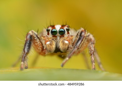 Jumping Spider Macro Stock Photo 484959286 | Shutterstock