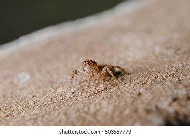 162 Himalayan jumping spider Images, Stock Photos & Vectors | Shutterstock