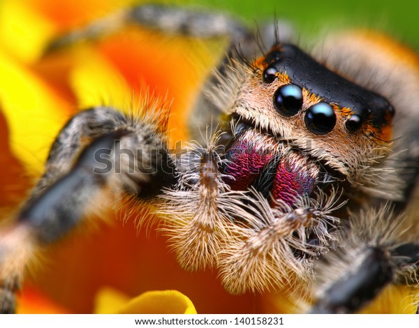 Jumping Spider Phidippus Regius Nice Colorful ภาพสต็อก 140158231 ...