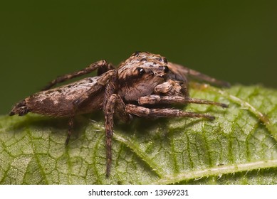 Spiderhunting Stock Photo 716043418 | Shutterstock