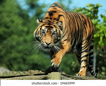 1,536 White tiger jumping Stock Photos, Images & Photography | Shutterstock