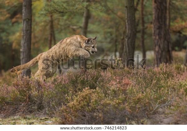 Jumping Young Puma Stock Photo 746214823 | Shutterstock