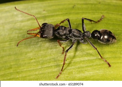 Jumpingjack Ant Stock Photo 65189074 | Shutterstock