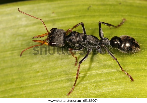 Jumpingjack Ant Stock Photo 65189074 | Shutterstock
