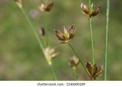28,042 Rush plant Images, Stock Photos & Vectors | Shutterstock