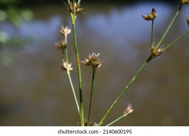 28,042 Rush plant Images, Stock Photos & Vectors | Shutterstock