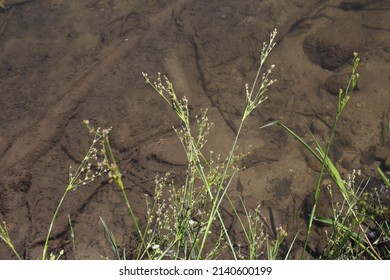Juncus Acutiflorus Sharpflowered Rush Juncaceae Wild Stock Photo ...