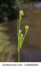 Juncus Acutiflorus Sharpflowered Rush Juncaceae Wild Stock Photo ...