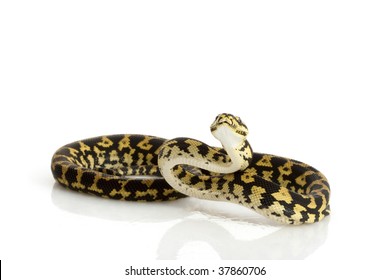 Jungle Carpet Python Morelia Spilota Cheynei Foto stock 37860706 ...