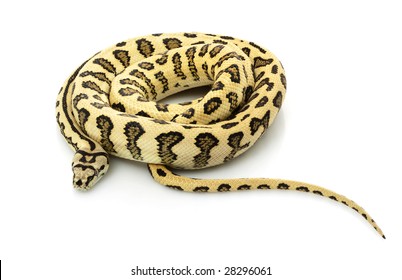 748 Jungle carpet python Images, Stock Photos & Vectors | Shutterstock