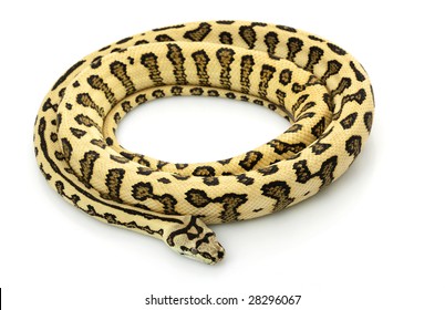 748 Jungle carpet python Images, Stock Photos & Vectors | Shutterstock