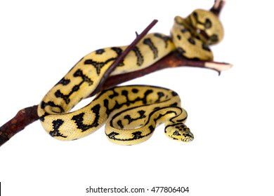 Jaguar snake : 203 photos et images de stock | Shutterstock