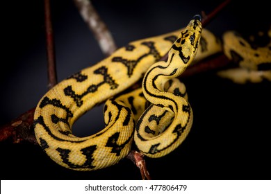 Jaguar snake : 203 photos et images de stock | Shutterstock