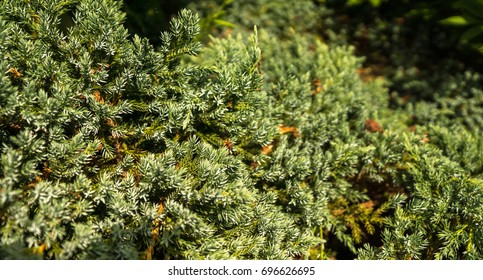 Juniper Background Texture Stock Photo 696626695 | Shutterstock