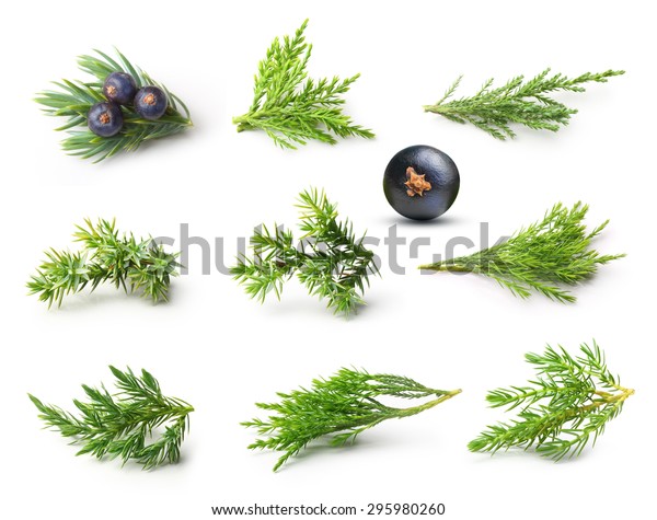 Juniper Isolated On White Background Stock Photo 295980260 | Shutterstock