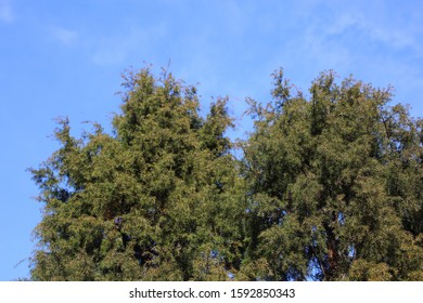 222 Temple juniper Images, Stock Photos & Vectors | Shutterstock