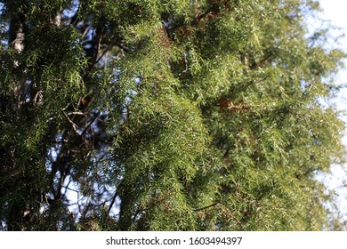 222 Temple juniper Images, Stock Photos & Vectors | Shutterstock
