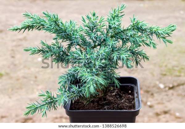 Juniperus Squamata Hunnetorp Flaky Juniper Himalayan Stock Photo ...