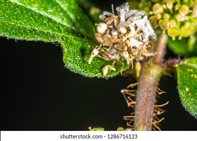 Junk bug : 1 321 images, photos et images vectorielles de stock ...