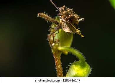 Junk Bug Larvae Stock Photo 1286716147 | Shutterstock