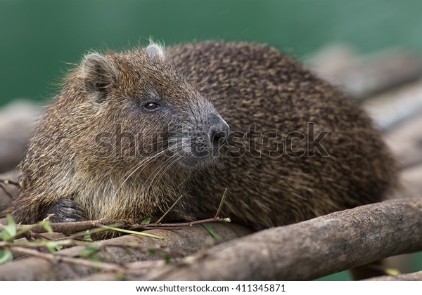 Jutia Stock Photo 411345871 | Shutterstock
