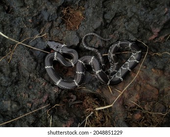 27 Common Wolf Snake India Images, Stock Photos & Vectors | Shutterstock