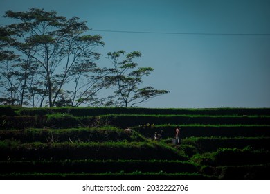 579 Rice fields magelang central java Images, Stock Photos & Vectors ...