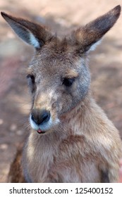 Portrait Old Scared Kangaroo Stock Photo 58460509 | Shutterstock