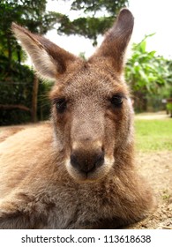 7,068 Kangaroo face Images, Stock Photos & Vectors | Shutterstock