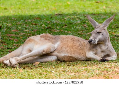 Kangaroo Lying Down Stock Photo 1257822958 | Shutterstock