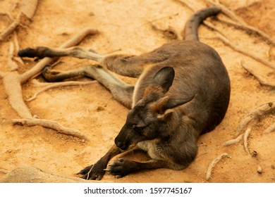 441 imágenes de Kangaroo lying down - Imágenes, fotos y vectores de ...