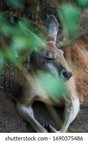 439 Kangaroo lying down Images, Stock Photos & Vectors | Shutterstock