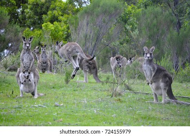 686 Kangaroo mob Images, Stock Photos & Vectors | Shutterstock