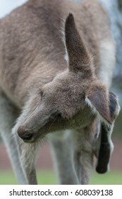Kangaroo Scratching Stock Photo 608039138 | Shutterstock