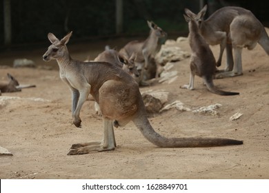 Kangaroo Standing Looking Forward Stock Photo 1628849701 | Shutterstock