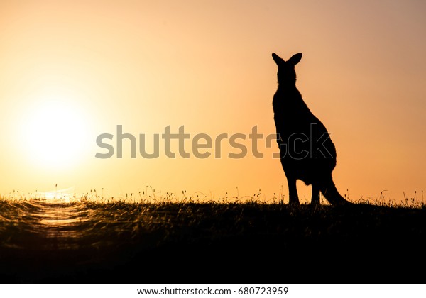 Kangaroo Sunset Stock Photo (Edit Now) 680723959