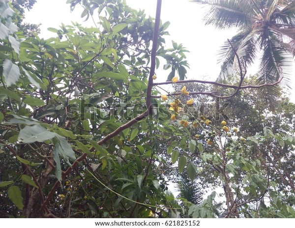 Kanikkonna Stock Photo 621825152 | Shutterstock
