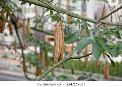 Kapok Tree Java Cotton Ceiba Pentandra Stock Photo 2147119867 ...