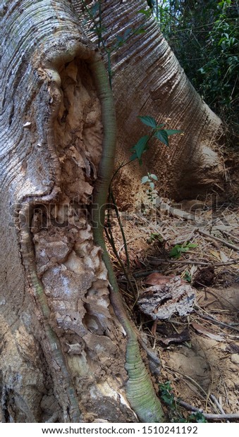 Kapok Tree Root Texture Nature Stock Photo 1510241192 | Shutterstock