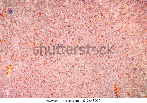 Kidney Chicken Tissue Under Microscope 100x写真素材1012645030 | Shutterstock